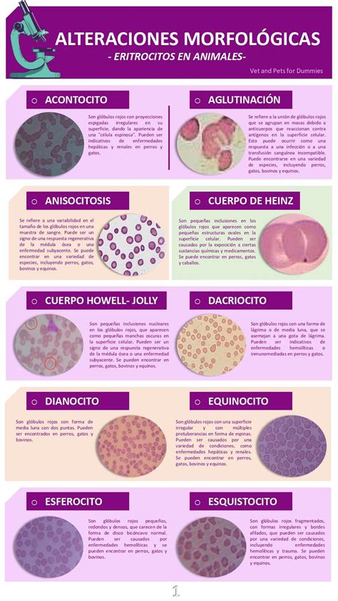 Alteraciones Eritrocitarias Parte 2 🩸 En 2024 Medicina Veterinaria
