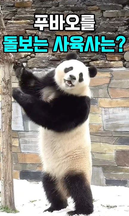 푸바오의 행복을 지켜준 사육사는 누굴까 Youtube