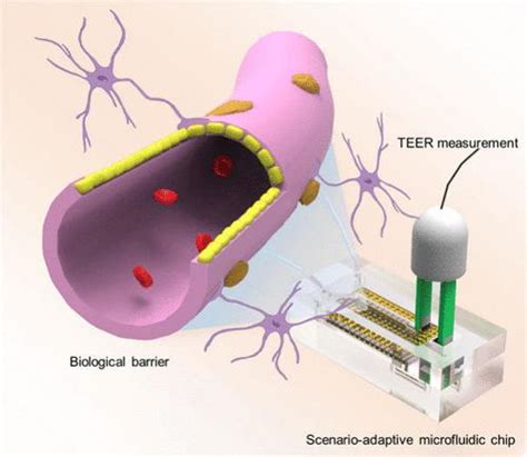 A Scenario Adaptive Microfluidic Chip For Constructing In Vitro Models Of Biological Barriers