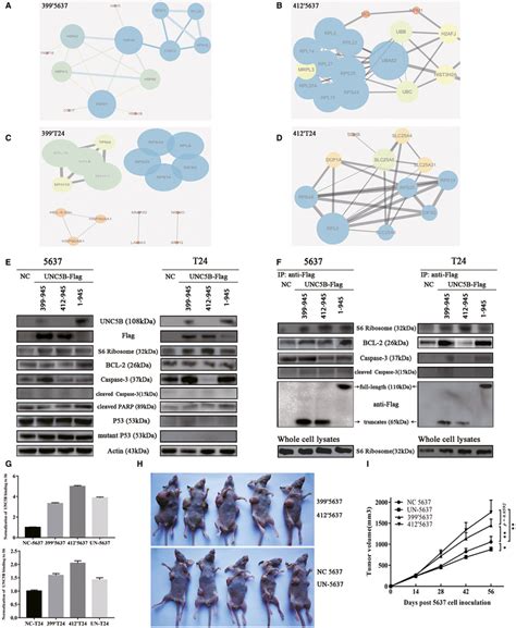 The Binding Of Ribosomal Protein To Unc5b Truncates Was Closely Related