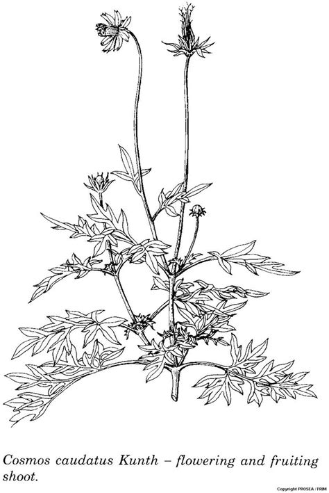 Cosmos Caudatus Kunth Globinmed