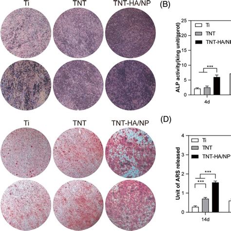 A And B Alp Staining And Quantitative Results Of Mc3t3‐e1 Cells