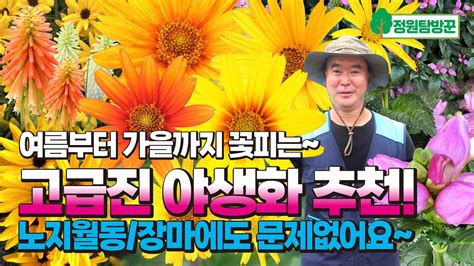 고급진 다년생 야생화 6종 추천 여름부터 가을까지 꽃피고 노지월동 장마에도 문제없어요 Youtube