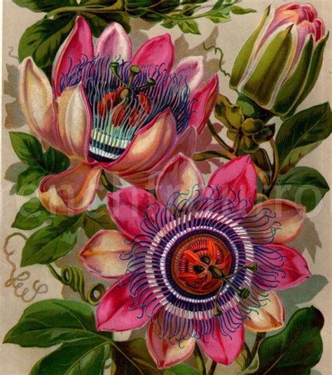 Antique Botanical Print Passion Flower 1893 Lithograph Botanische