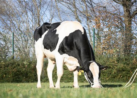 ‘gap Between Polled And Optimal Achievements Getting Smaller How Much Attention Is Polled