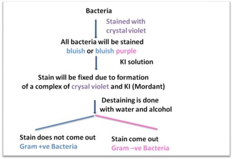 How Gram Stain Works Gram Staining Principle Step By Step Procedure With Explanation Biology