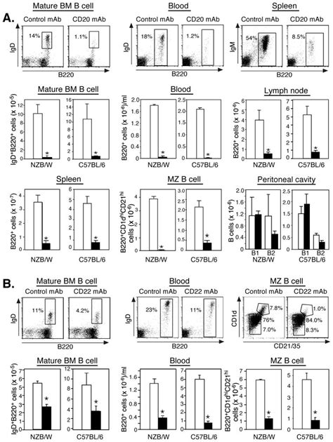 Protective And Pathogenic Roles For B Cells During Systemic Autoimmunity In NZB W F Mice
