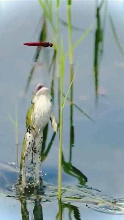 frog catching grasshopper 🦗 shortsfeed shortsvideo shorts