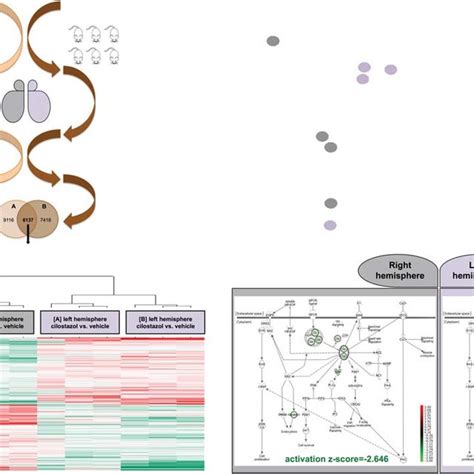 A Experimental Workflow B Principal Component Analysis For Each