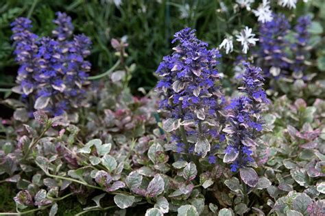 Ajuga Reptans Burgundy Glow Bugle Bbc Gardeners World Magazine