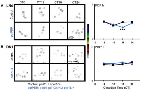 the pdf cell clock does not impact pdp1 e in non pdf clock neurons