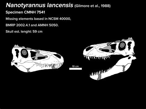 Nanotyrannus Holotype Skull Reconstruction By Paleoartest On Deviantart