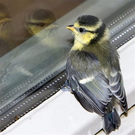 Какво означава ако птиче се удари в прозореца ви според най интересните знамения За Жената