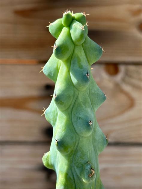 Boobie Cactus Myrtillocactus Geometrizans Etsy