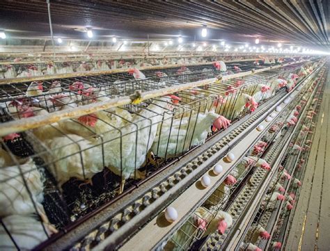 Meat Industry Ethical Issues At Evelyn Hampton Blog