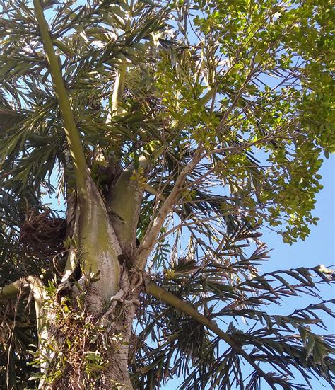 🔥 A Tree Growing From Another Tree R Natureisfuckinglit
