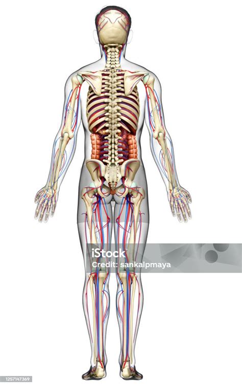 3d 남성 내부 장기 골격 및 순환 시스템의 의학적으로 정확한 그림을 렌더링n 3차원 형태에 대한 스톡 사진 및 기타 이미지 3차원 형태 디지털 생성 이미지 건강