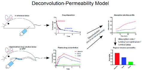 Schematic Illustration Of The Deconvolution Permeability Model Which