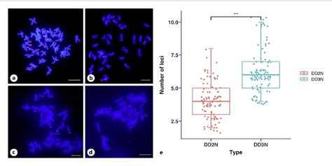 Figure 1 From Comparative Cytogenetic Analysis Of Diploid And Triploid