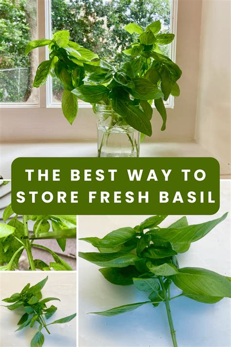 The Best Way To Store Fresh Basil Quaint French Living