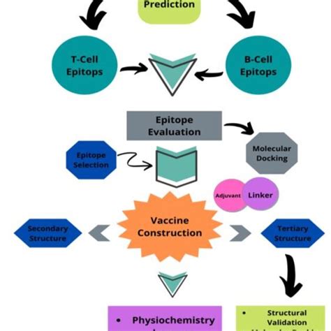 Schematic Depiction Of Our Workflow Procedure Download Scientific
