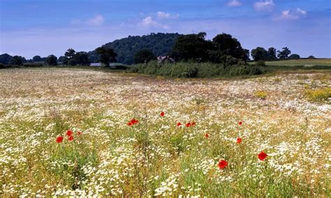 Curtis James Oswald808 Twitter