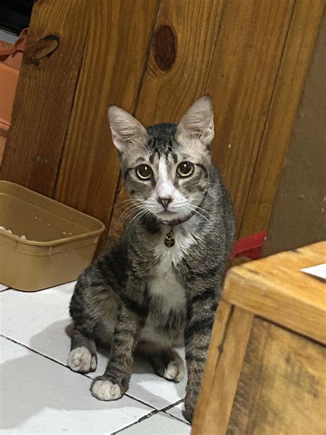 Sic Trying To Scan Me Rstandardissuecat