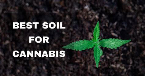 Creating The Perfect Balance Top Best Soil For Cannabis
