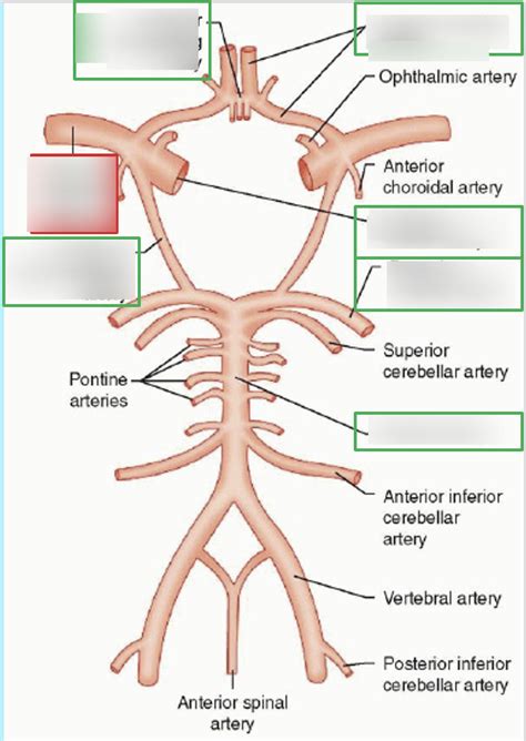Overview Of The Cranium Meninges And Cerebral Circulation Exam 1
