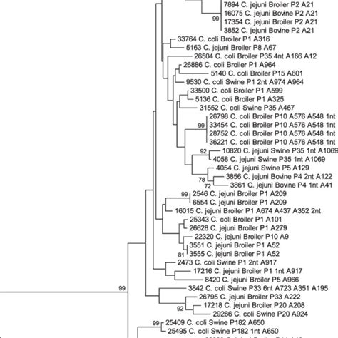 Partial Flaa Gene Alignment With 321 Positions In The Final Data Set