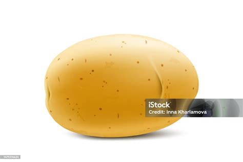 생 전체 노란 감자 흰색 배경에 격리된 웹 디자인을 위한 어린 감자 모형 야채 신선한 천연 제품 건강한 라이프 스타일 먹는 개념