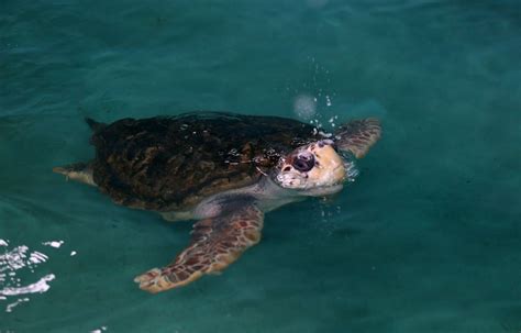El Tortugo Que Vivió 40 Años En Cautiverio Ya Nadó 800 Kilómetros En 18