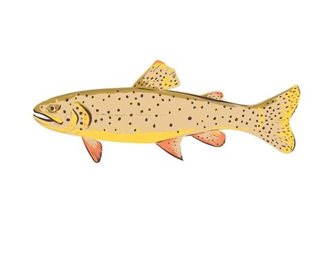 Premium Vector Apache Trout Or Arizona Trout Side View Wpa Art