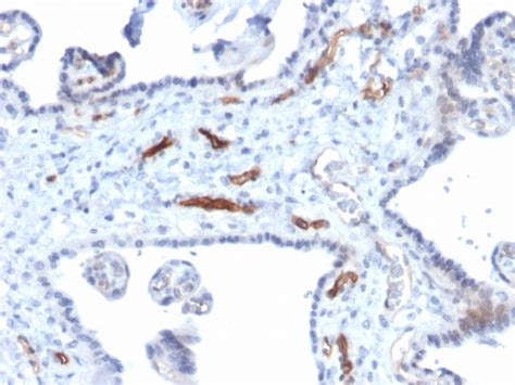 Podocalyxin Podxl Hematopoietic Stem Cell Marker Antibody Clone