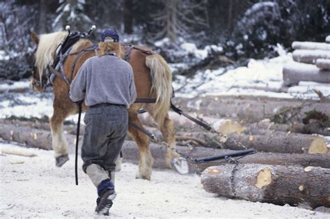 Small Scale Logging Business Ideas