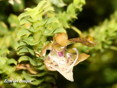 Dichaea Hystricina Ecos Del Bosque