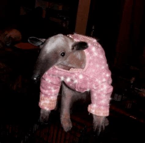 Sparkly Boi Gifs Get The Best Gif On Giphy