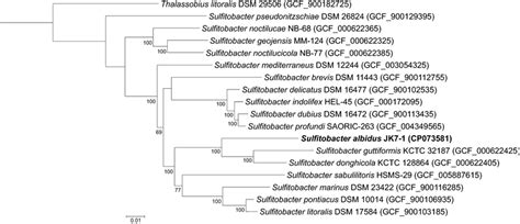 phylogenomic tree based on a maximum likelihood tree inferred of strain