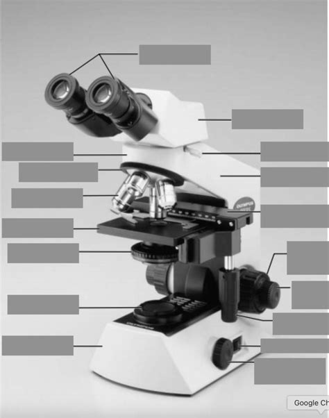 Binocular Compound Microscope Diagram Quizlet