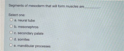 solved segments of mesoderm that will form muscles areselect