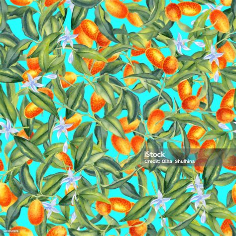 꽃 수채화 이음새가 없는 무늬가 있는 Kumquat 가지 감귤류 오렌지 과일과 잎은 끝없는 배경 열대 나무 손으로 그린 장식품 섬유 및 포장지용 가리기에 대한 스톡 벡터