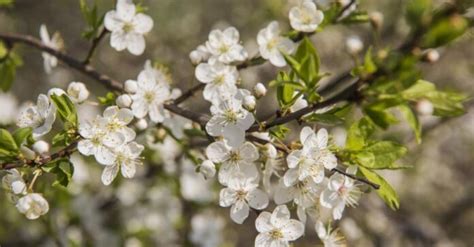 ვაშლის და მსხლის ქეცი რა საფრთხეს შეიცავს და როგორ მოვიშოროთ რჩევები ვივიენისგან