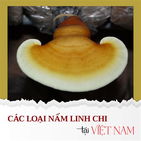 Different Types Of Ganoderma Lucidum In Vietnam Nấm Phạm Lê Nguyễn