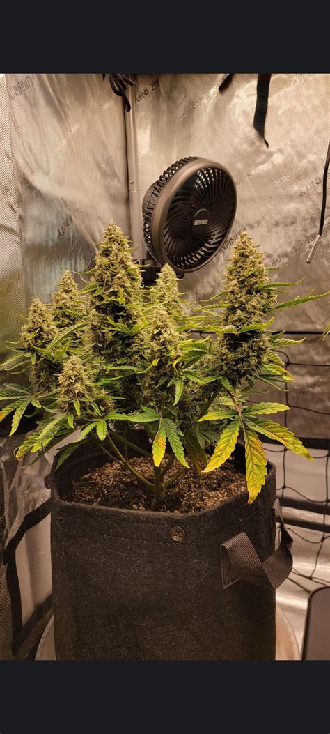 update on random seeds r multiversebeans