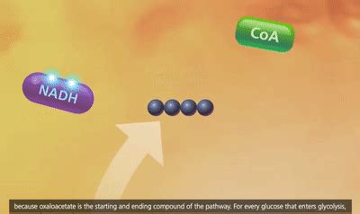 1 Cellular Respiration Glycolysis Krebs Cycle Electron Transport 3D