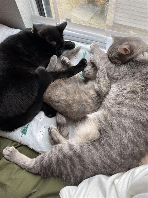 Trinky Is Not Quite Fully Educated On Cuddle Culture Rlearningtocat