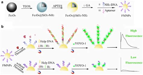 Schematic Illustration Of The Thrombin Detection Method Based On Hcr Download Scientific