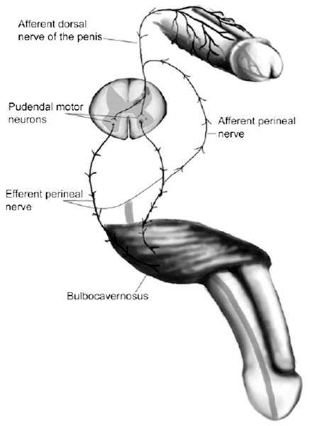Normal Male Sexual Function Emphasis On Orgasm And Ejaculation Pmc