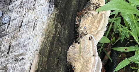 What Is This Bug Nest Album On Imgur