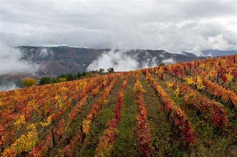 포르투갈의 세계에서 가장 오래된 와인 지역의 다채로운 가을 풍경 계단식 포도원에서 자라는 포도 덩굴의 다른 종류 레드 화이트 및 포트 와인의 생산 0명에 대한 스톡 사진 및